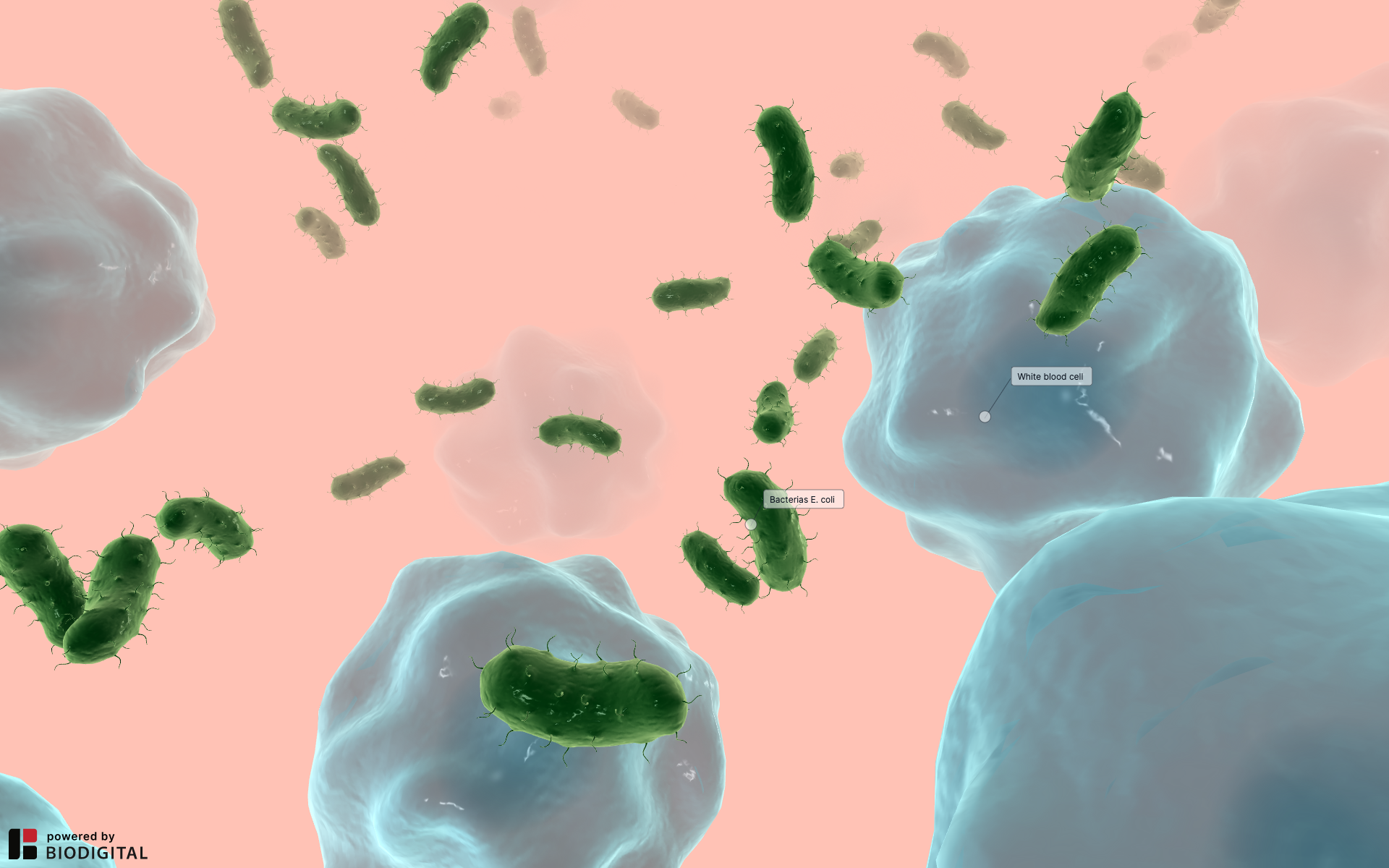 Infección bacteriana por Ecoli - Instituto Universitario Vive Sano