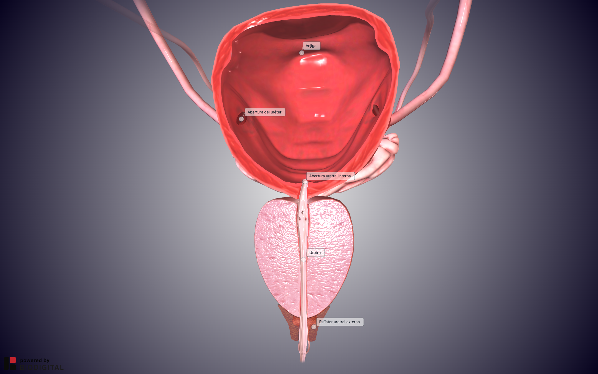 Tracto urinario inferior masculino: sección transversal - Instituto ...