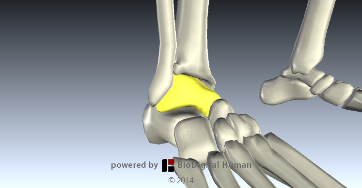 Which tarsal bone articulates with the OpenStax College Anatomy Quest ...