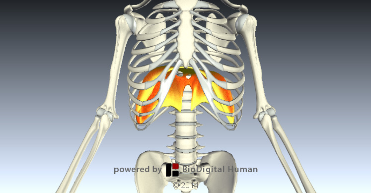 Which muscle pair plays a role in respirat OpenStax College Anatomy | Jobilize